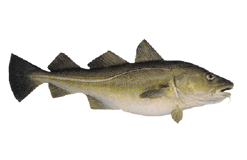 ATLANTIC COD - VITAL SEAFOOD AS